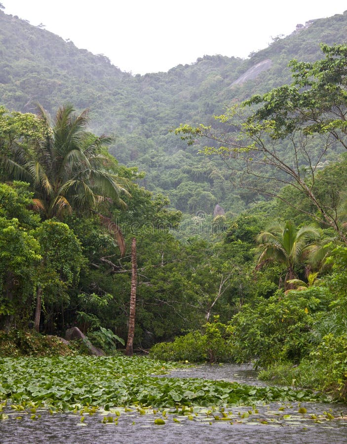 Amazon, View of the Tropical Rainforest, Ecuador Stock Photo - Image of ...