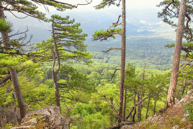 Tropical forest with pines stock image. Image of cliff - 108606905