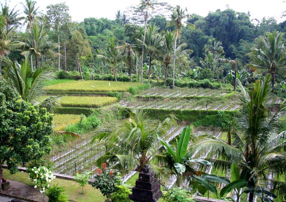 Tropical forest segment stock image. Image of overcast - 62819937
