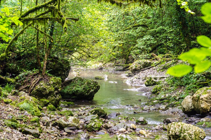 Tropical forest stock image. Image of brook, rivulet - 97224663