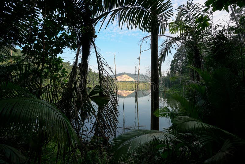 Tropical Forest, Thick with Trees and a Glimpse of a Lake Stock Photo ...