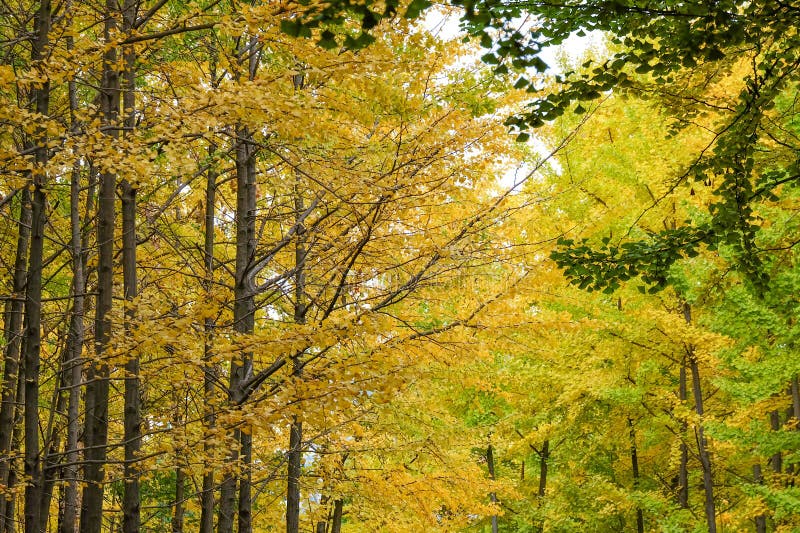 Tropical Forest Tree in the Morning Background Stock Photo - Image of ...