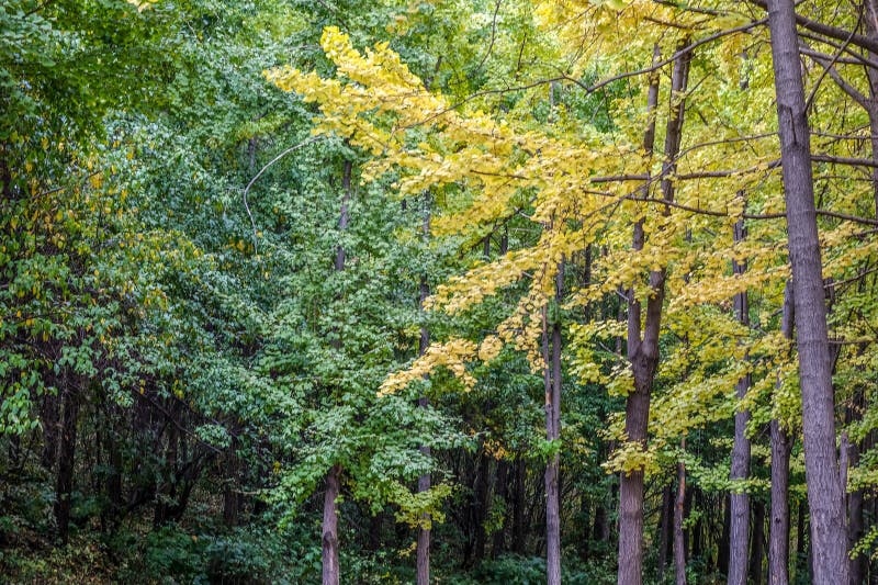 Tropical Forest Tree in the Morning Background Stock Image - Image of ...