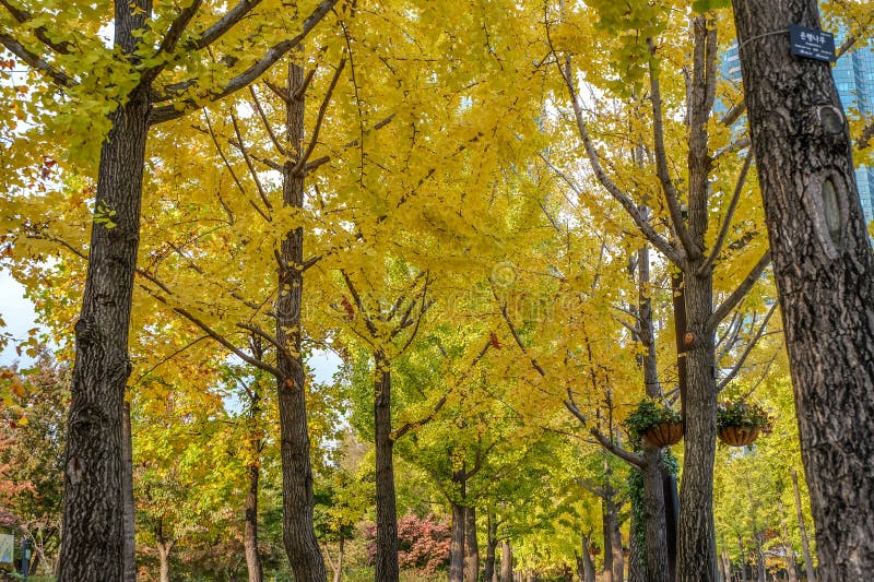 Tropical Forest Tree in the Morning Background Stock Photo - Image of ...