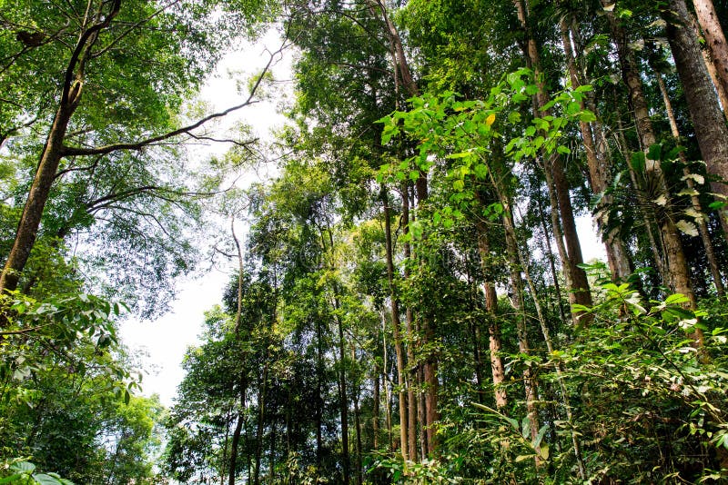 Tropical Forest Trees stock image. Image of environment - 44103333
