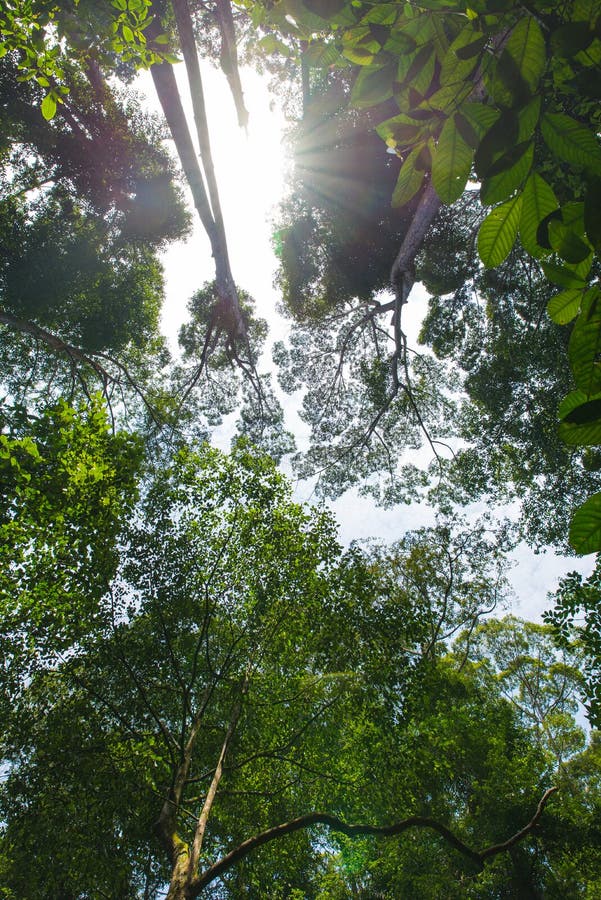 Tropical Forest Trees stock photo. Image of field, garden - 44104548