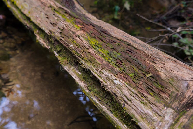 Tropical Forest Trees Texture Stock Photo - Image of annapurna, blue ...