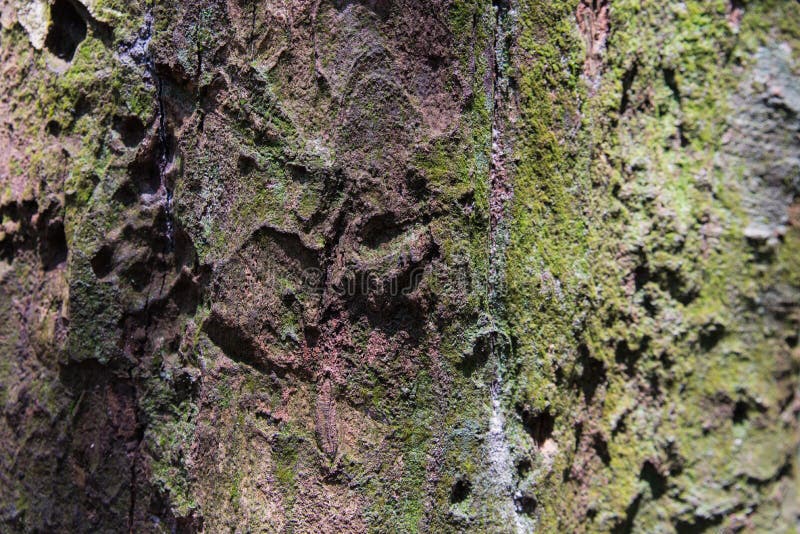 Tropical Forest Trees Texture Stock Image - Image of beauty, detail ...