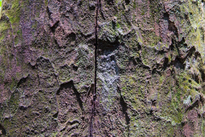 Tropical Forest Trees Texture Stock Photo - Image of bark, deep: 44109148