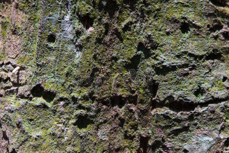 Tropical Forest Trees Texture Stock Image - Image of fresh, forest ...