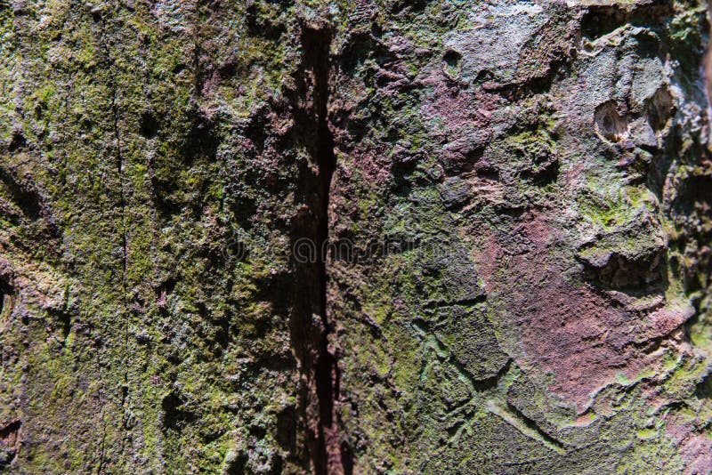 Tropical Forest Trees Texture Stock Image - Image of green, beauty ...