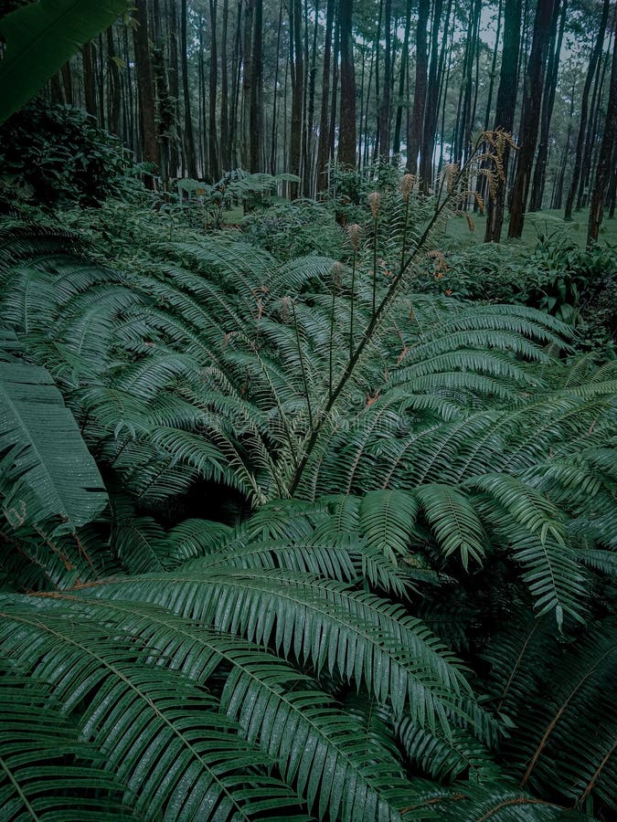 Tropical forest trees stock image. Image of jungle, plants - 263710627