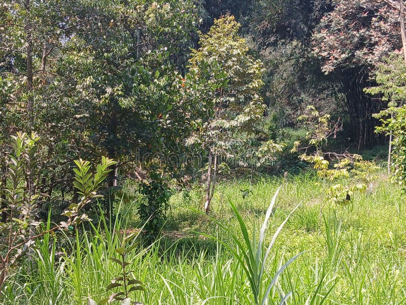 Tropical Forest with Various Types of Vegetation Stock Photo - Image of ...