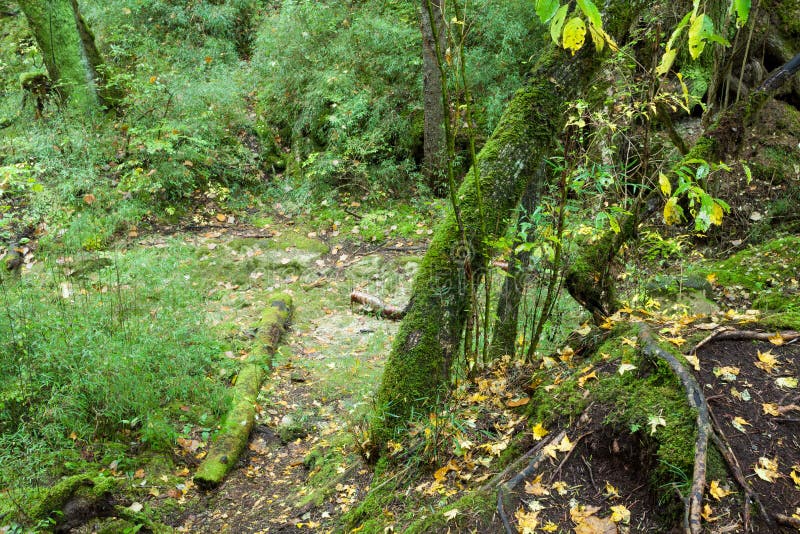 Tropical Forests, Moss on Tree Roots Stock Photo - Image of landscape ...