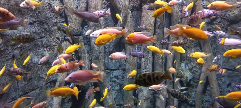 Tropical Freshwater Fish from Around the World Stock Photo - Image of ...