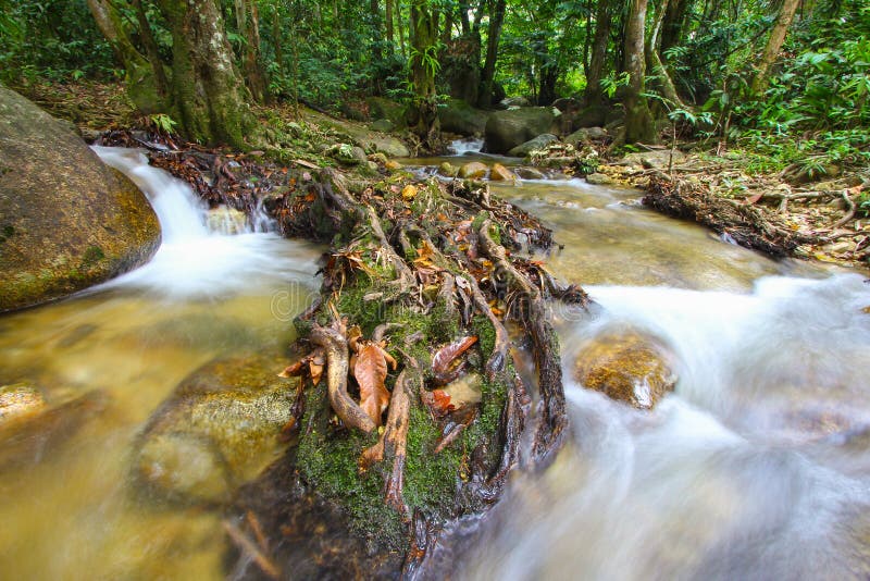 Tropical Rainforest Freshwater Stock Image - Image of water, natural ...