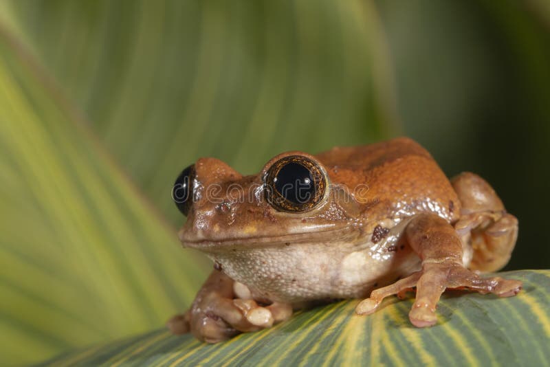Smiley Frog Face Stock Photos - Free & Royalty-Free Stock Photos from ...