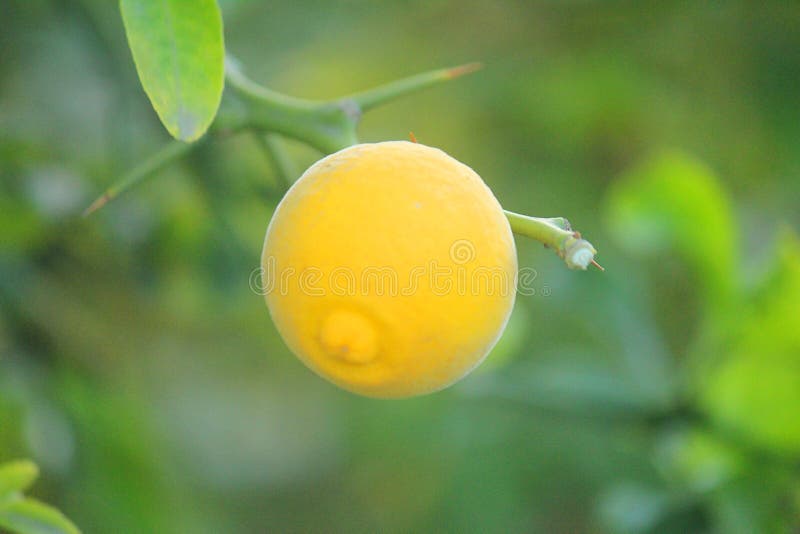 Tropical Fruit on the Branch Stock Photo - Image of tropical, trees ...