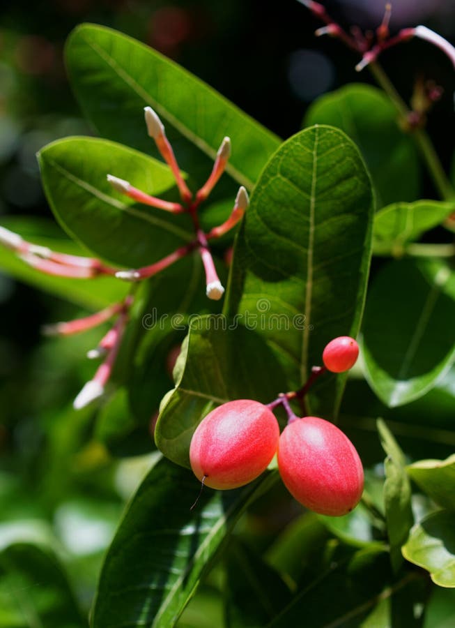 Tropical Fruit, Carandas-plum Blossom Fruit on Tree Stock Image - Image ...