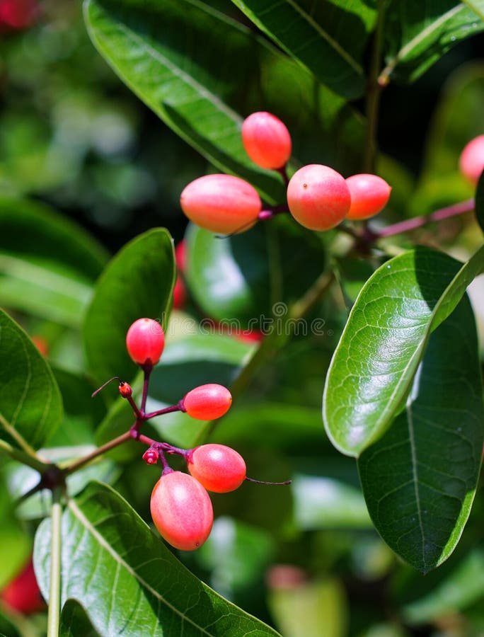 Tropical Fruit, Carandas-plum Blossom Fruit on Tree Stock Image - Image ...