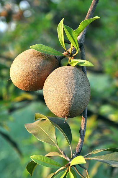Tropical fruit - Chiku stock image. Image of leave, nature - 18478171