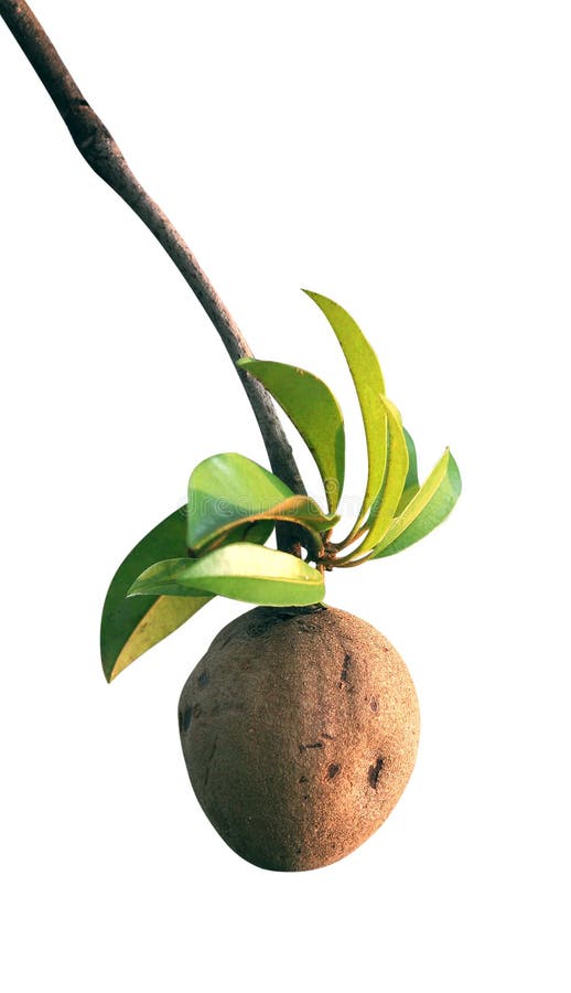 Tropical fruit - Chiku stock image. Image of nature, organic - 18478387