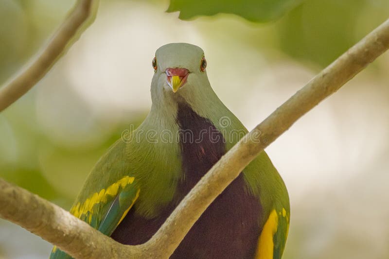 Wompoo Fruit Dove in Queensland Australia Stock Photo - Image of beauty ...