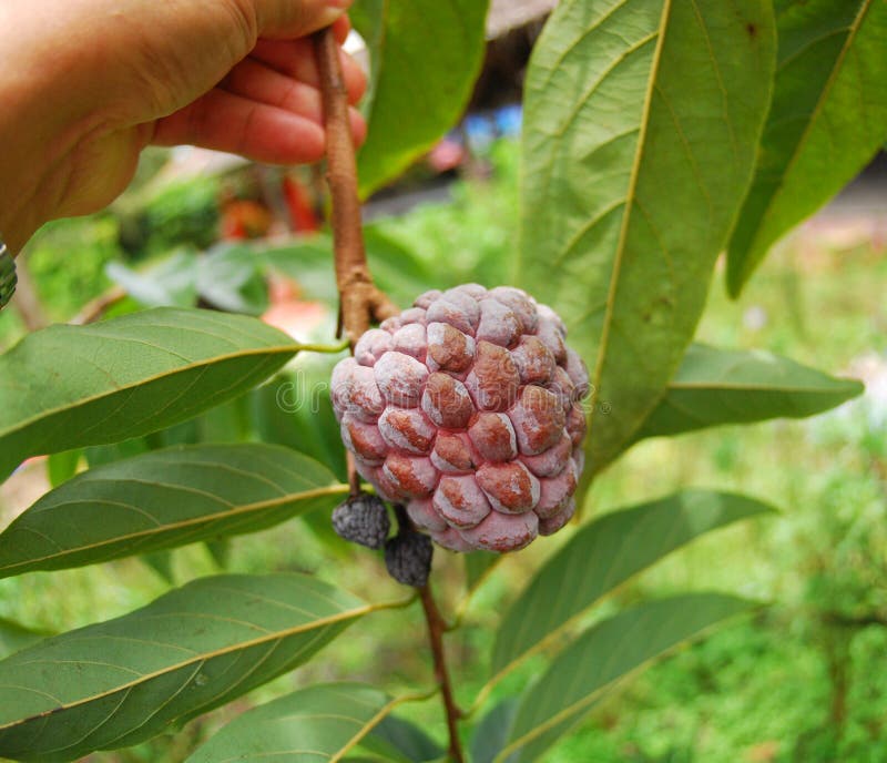 Atis Fruit Stock Photos - Free & Royalty-Free Stock Photos from Dreamstime