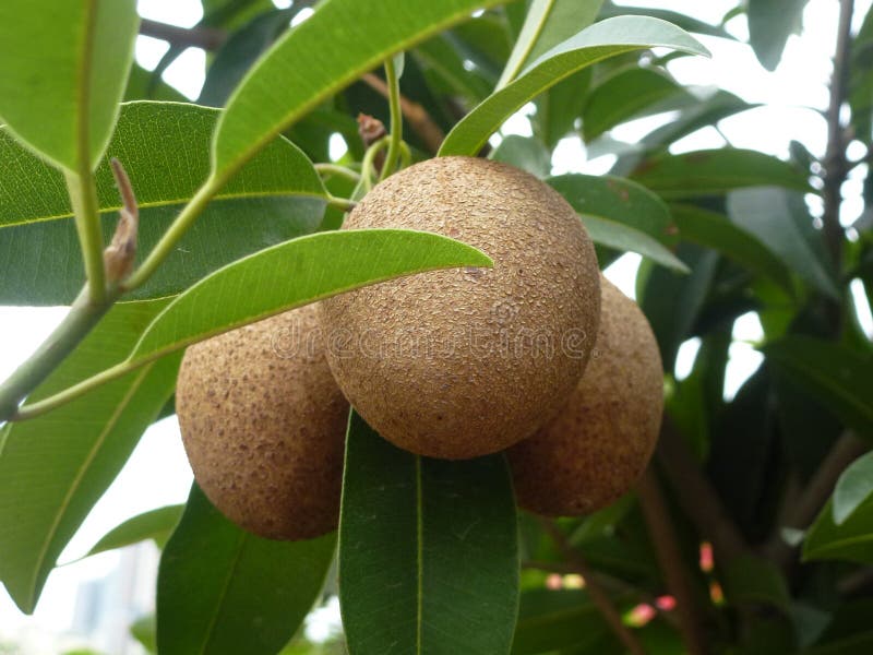 Tropical Fruit, Interesting Sapodilla in Fruit Trees Stock Photo ...