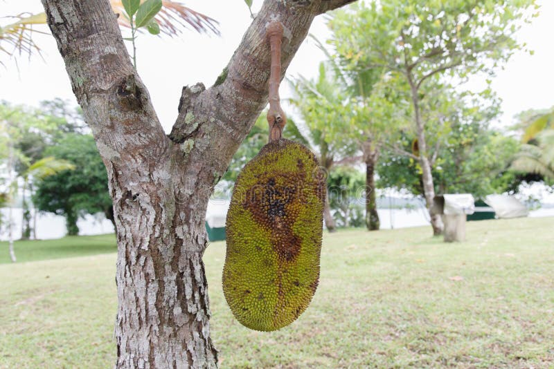Tropical Fruit Jackfruit on the Tree Stock Image - Image of food ...