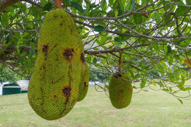 Tropical Fruit Jackfruit on the Tree Stock Photo - Image of food, fruit ...