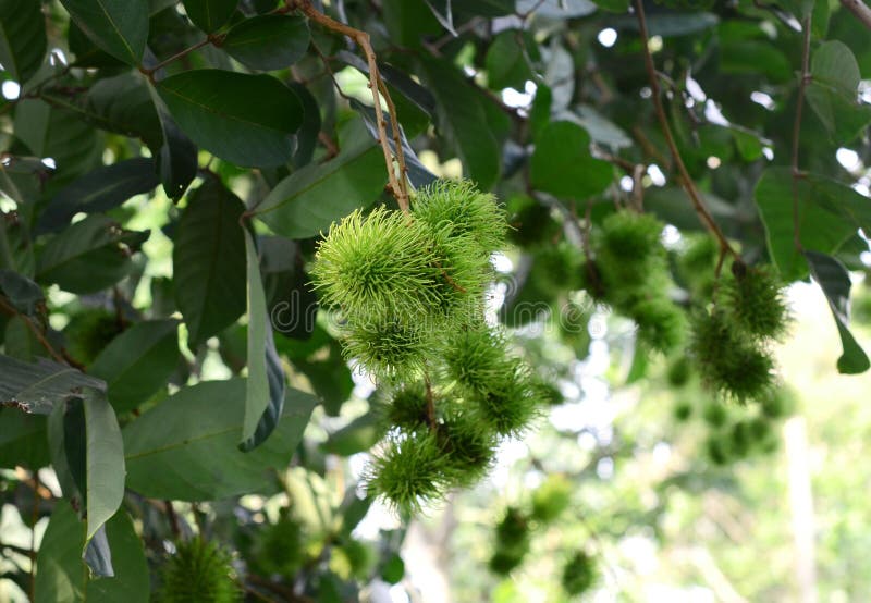 Tropical Fruit, Rambutan on Tree. Stock Image - Image of rambutan ...