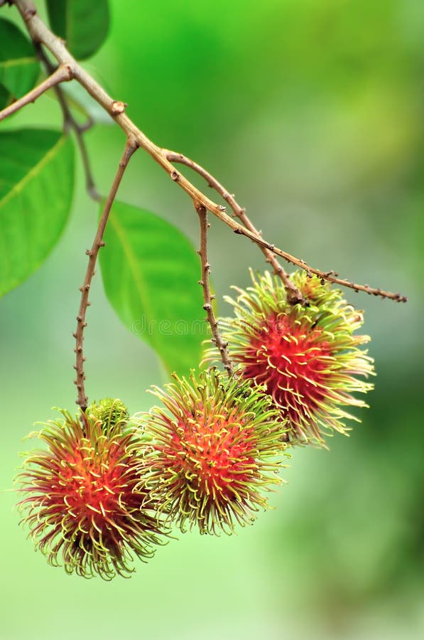 Tropical Fruit, Rambutan on Tree Stock Photo - Image of dessert, crop ...