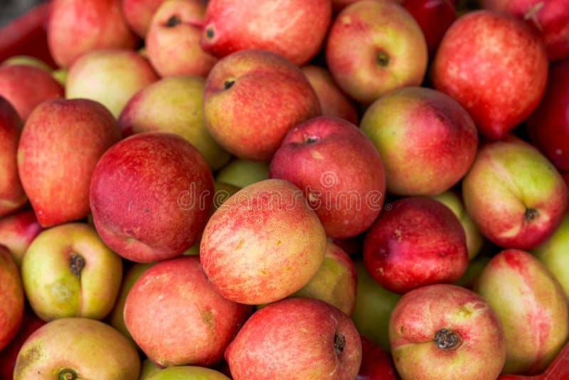 Tropical Fruit, Ripe Red Mango Close-up Stock Photo - Image of branch ...