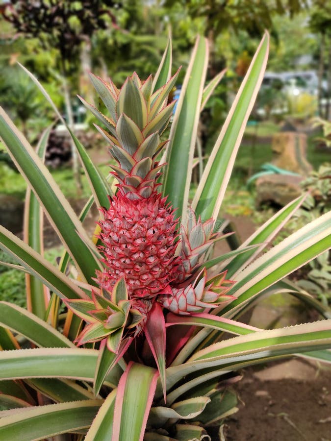 Tropical Fruit Southeast Asia Red Pineapple Stock Photo - Image of ...