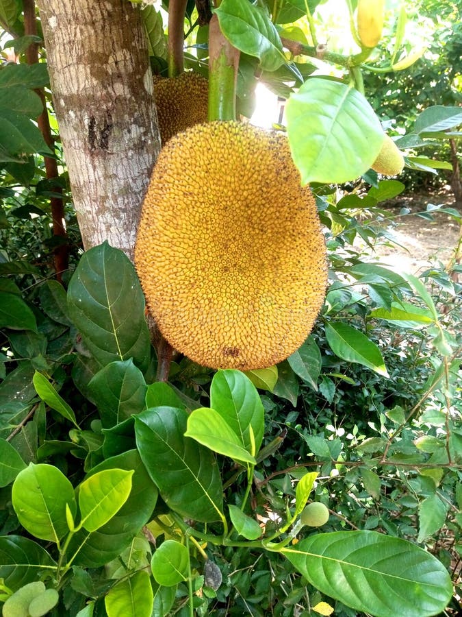Tropical Fruit with a Sweet and Chewy Inside Stock Image - Image of ...