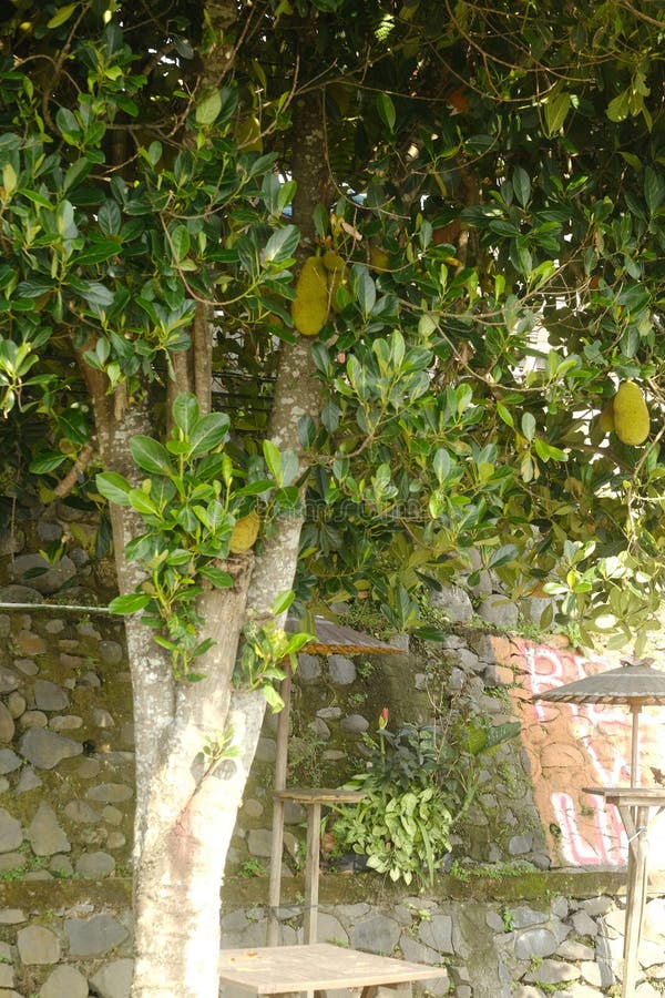 Tropical Fruit Tree by the Roadside in Bali Stock Photo - Image of lush ...