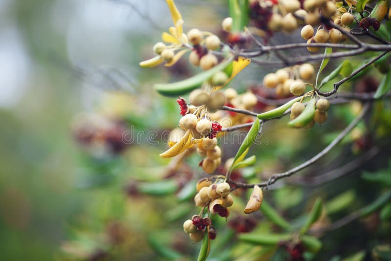 Wattle Tree Seeds stock image. Image of wattle, spreading - 859631