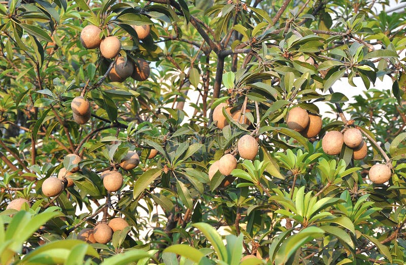 Tropical Fruits - Chiku Tree Stock Photo - Image of juicy, nature: 18478232