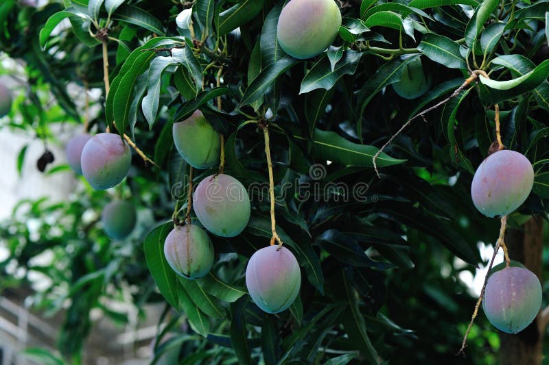 Tropical fruits mango stock photo. Image of agriculture - 122247534
