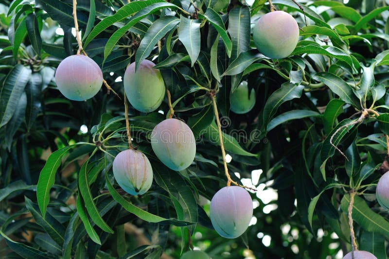 Tropical fruits mango stock image. Image of mango, healthy - 121560207 Tropical fruits mango stock image. Image of mango, healthy - 121560207