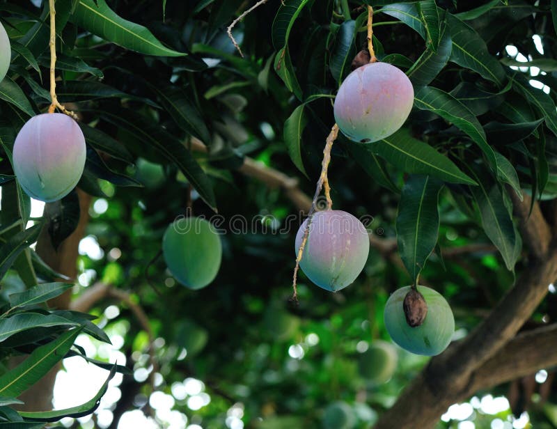 Tropical fruits mango stock image. Image of healthy - 122247551