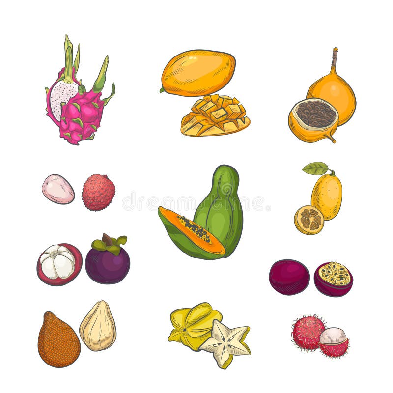 Tropical Fruits Vector Collection Stock Vector - Illustration of ...