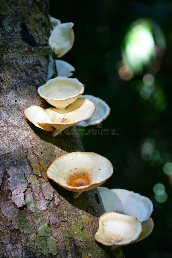 Tropical Fungi Picture. Image: 4566405