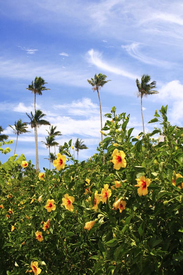 Guam Tropical Coconut Trees Stock Image - Image of breeze, leaves: 1041799