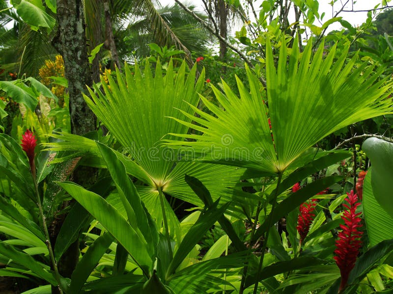 Tropical garden stock photo. Image of beauty, small, spring - 1547848
