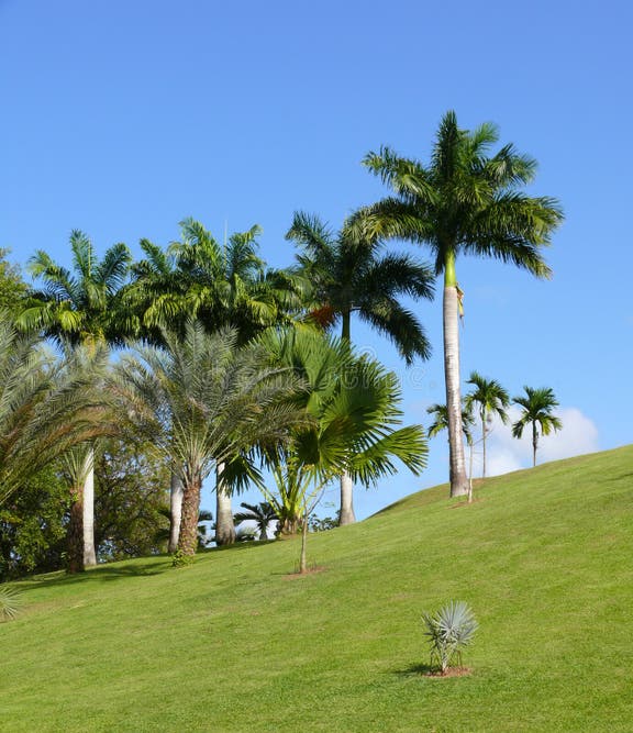 Tropical garden stock photo. Image of martinique, sunny - 2052630