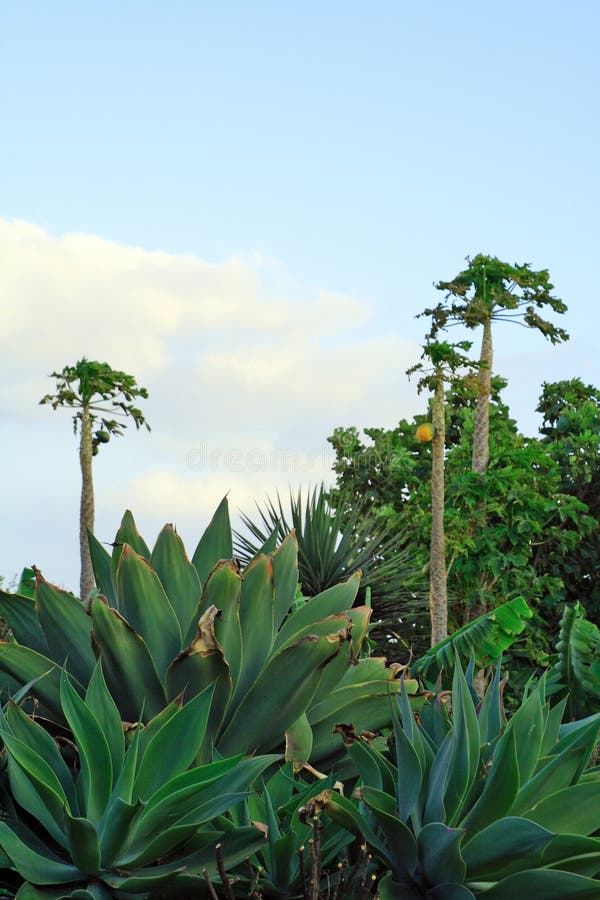 Tropical garden stock photo. Image of water, landscape - 2827054