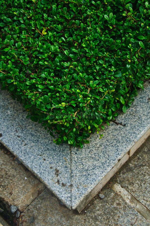 Tropical Garden-Garden Bush Stock Image - Image of park, botany: 35466995