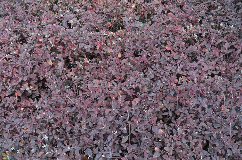 Tropical garden leave stock photo. Image of nature, grass - 92661460